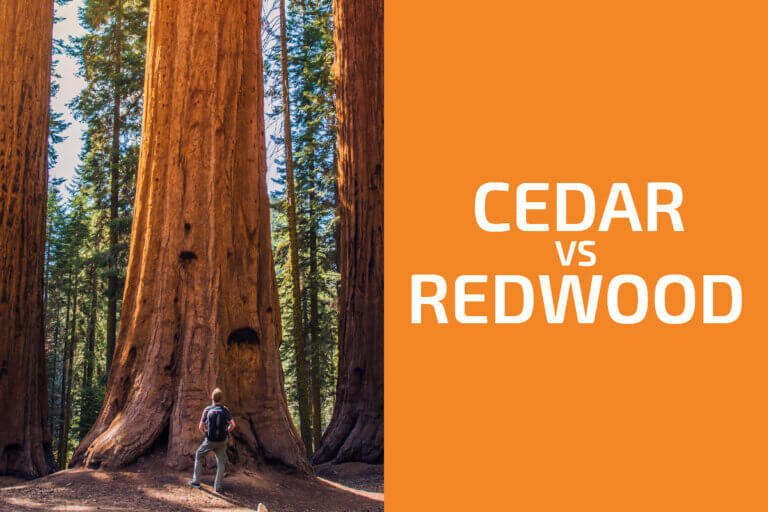 Cedar Vs Redwood Which One To Use